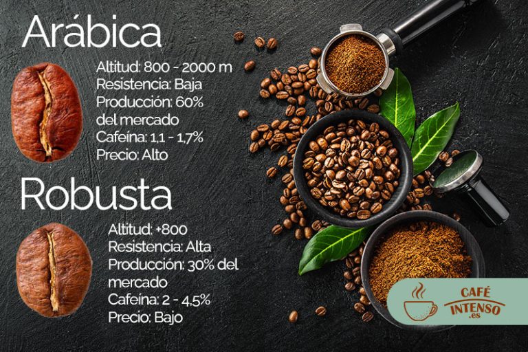 ¿Te gusta el café fuerte? Aprende todo sobre el café Robusta